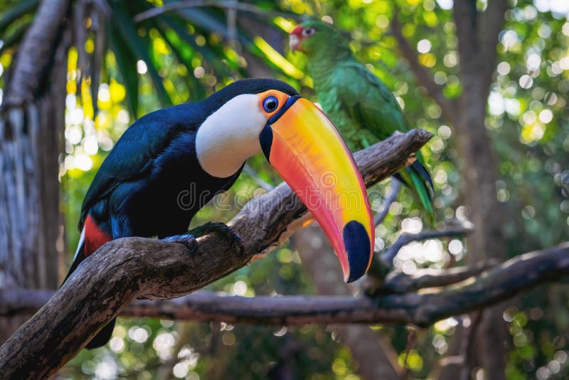 Toco Toucan bird stock photo. Image of lovely, fruit - 300861846
