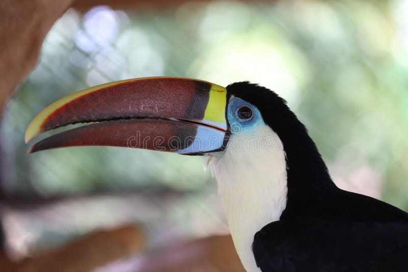 The Toco Toucan Bird on the Wood Stock Image - Image of toucan, nose ...