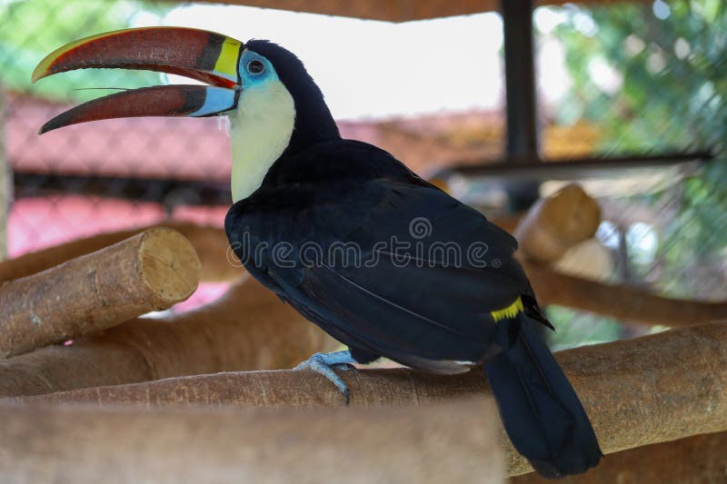 The Toco Toucan Bird on the Wood Stock Image - Image of nose, america ...
