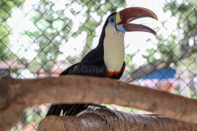 The Toco Toucan Bird on the Wood Stock Image - Image of black, color ...