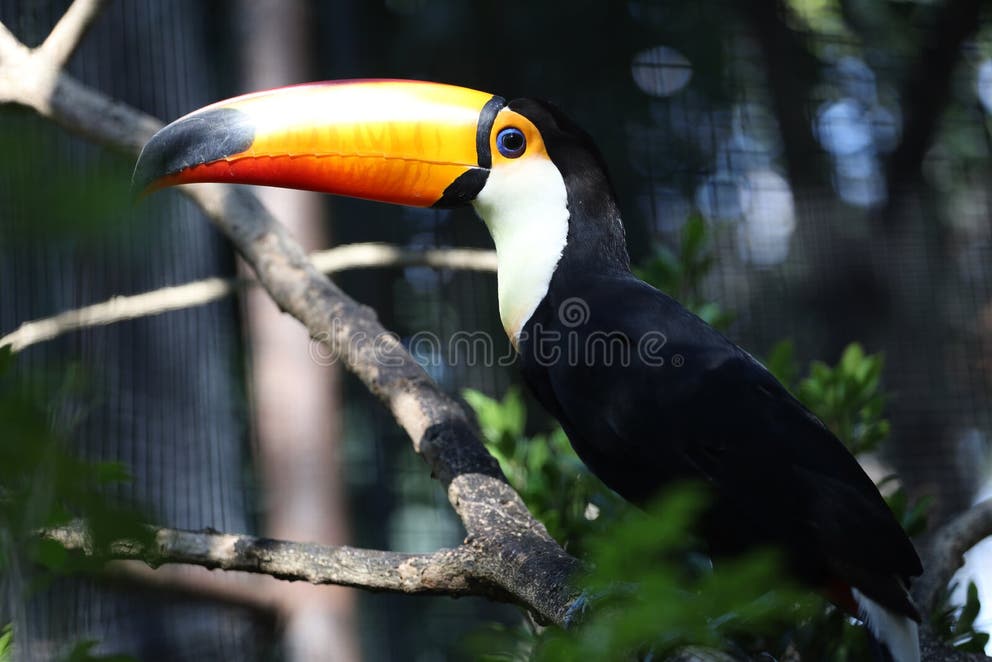 The Toco Toucan Bird on the Wood Tree Stock Photo - Image of feather ...