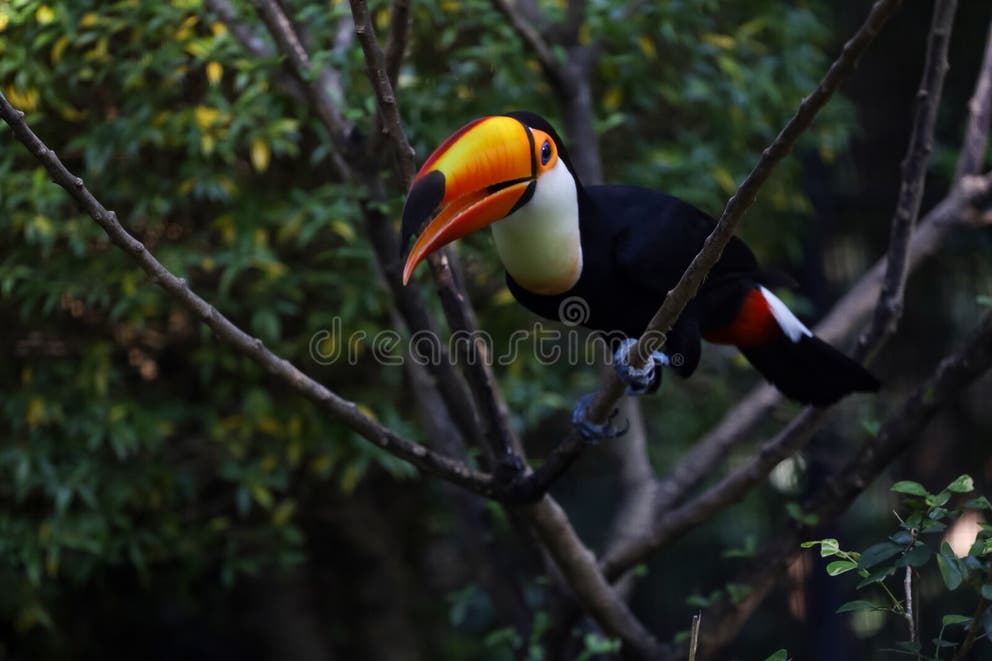 The Toco Toucan Bird on the Wood Tree Stock Photo - Image of orange ...