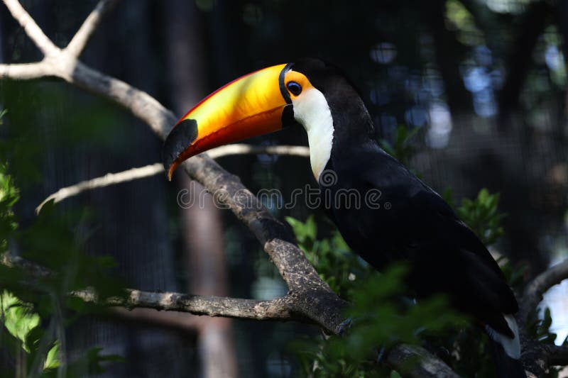 The Toco Toucan Bird on the Wood Tree Stock Photo - Image of face ...