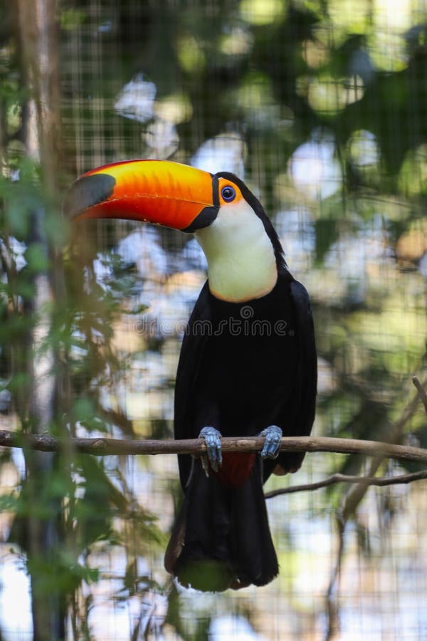 The Toco Toucan Bird on the Wood Tree Stock Photo - Image of macro ...
