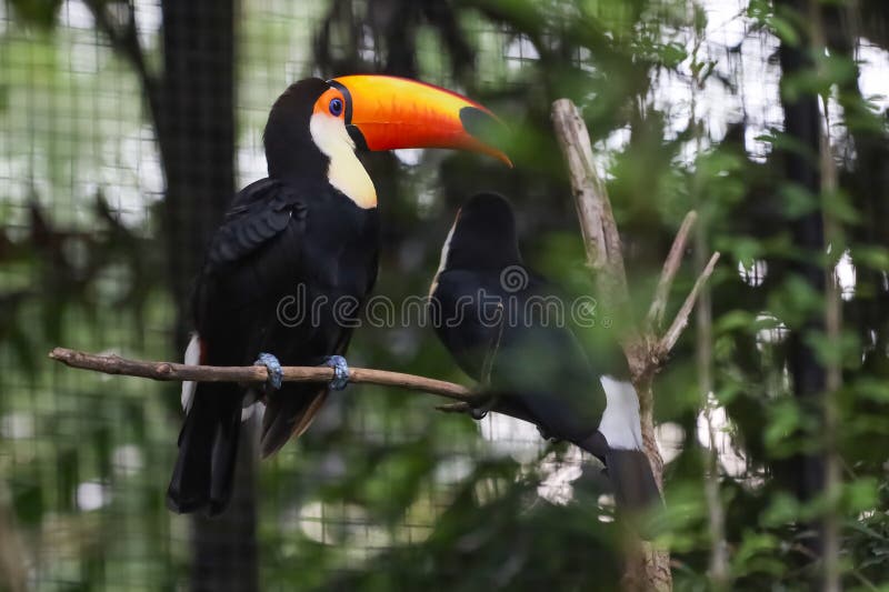 The Toco Toucan Bird on the Wood Tree Stock Image - Image of beautiful ...