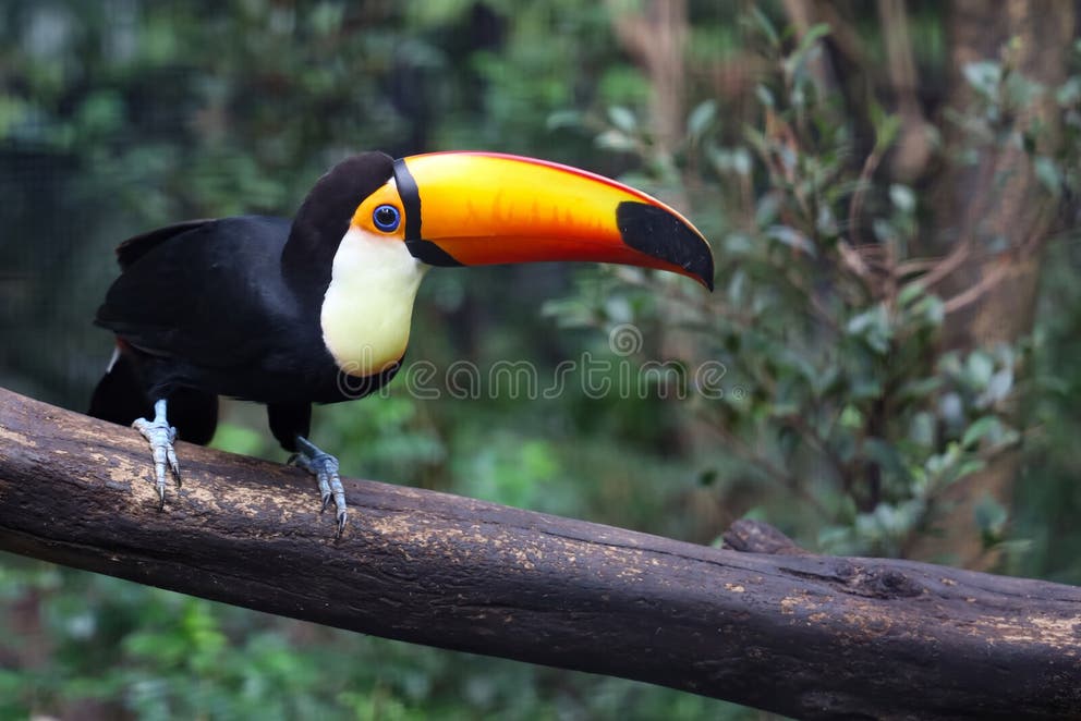 The Toco Toucan Bird on the Wood Tree in Forest Stock Photo - Image of ...