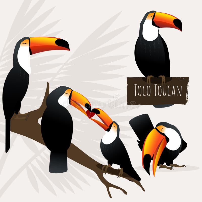 Toco toucan birds set stock vector. Illustration of animal - 245171185