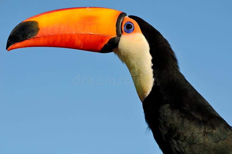 Toco Toucan into the Blue stock image. Image of green - 23673481