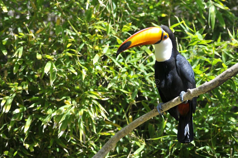 Toco toucan on branch stock photo. Image of feather, closeup - 17682412