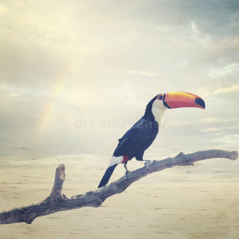 Toco Toco Toucan on a Branch Stock Photo - Image of beak, ramphastos ...