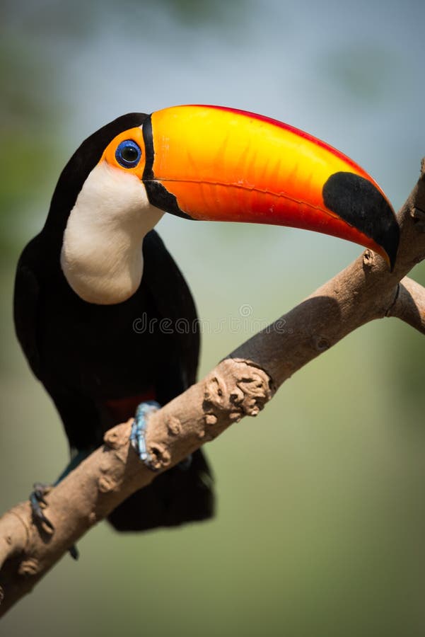 Toco Toucan on Branch Turning Beak Right Stock Image - Image of turning ...