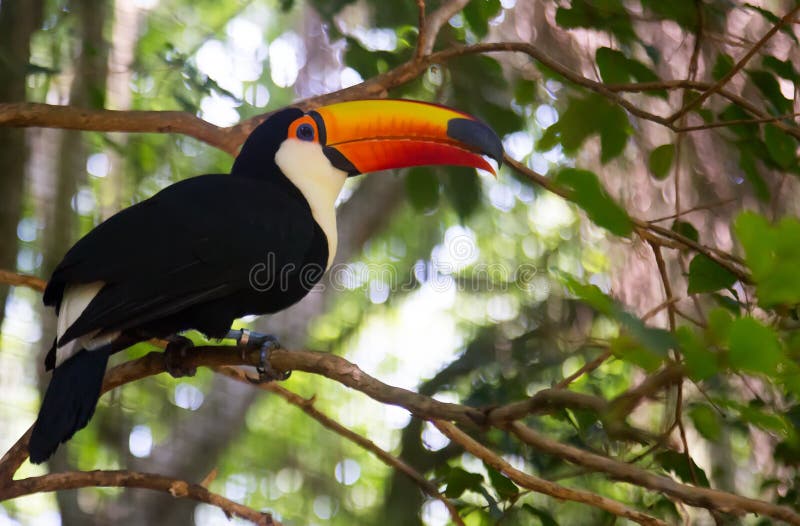Toco toucan stock photo. Image of life, flora, feather - 248462676