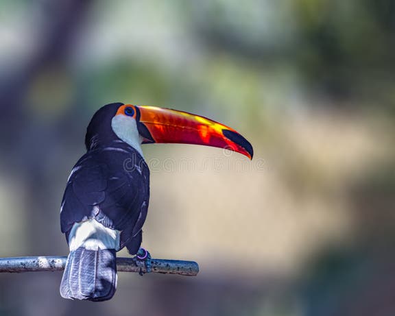 A Toco Toucan stock photo. Image of outside, nature - 392415064