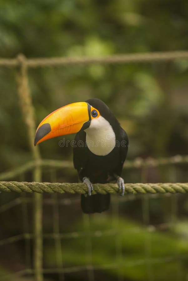 Toco Toucan Perched on an Outdoor Rope. Stock Image - Image of ...