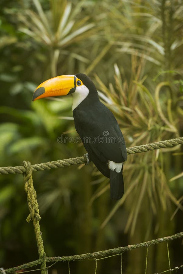 Toco Toucan Perched on an Outdoor Rope. Stock Photo - Image of rope ...