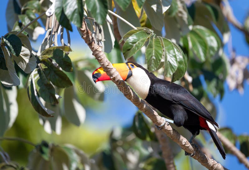 Toco Toucan Perched in a Tree Stock Photo - Image of america, toucan ...