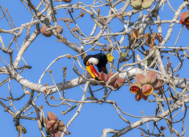 Toco Toucan (Ramphastos Toco) in Brazil Stock Image - Image of birding ...