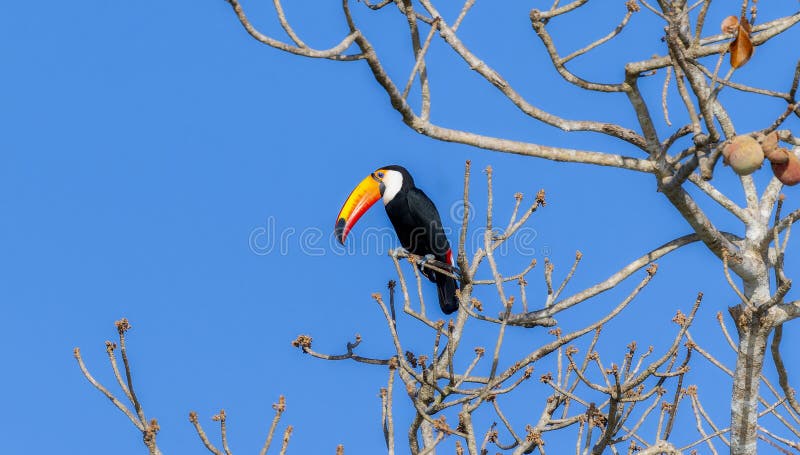 Toco Toucan (Ramphastos Toco) in Brazil Stock Image - Image of forest ...