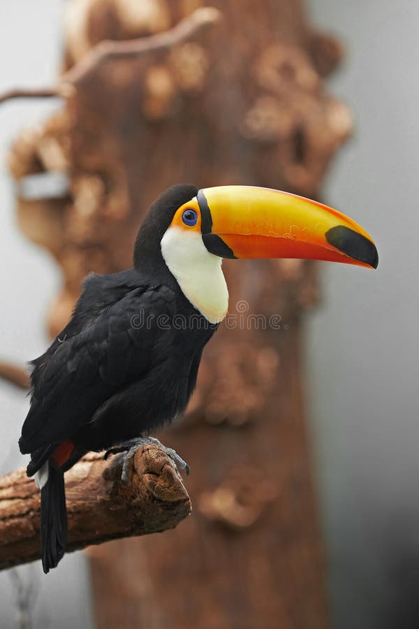 Toco Toucan (Ramphastos Toco) Stock Image - Image of fauna, habitat ...