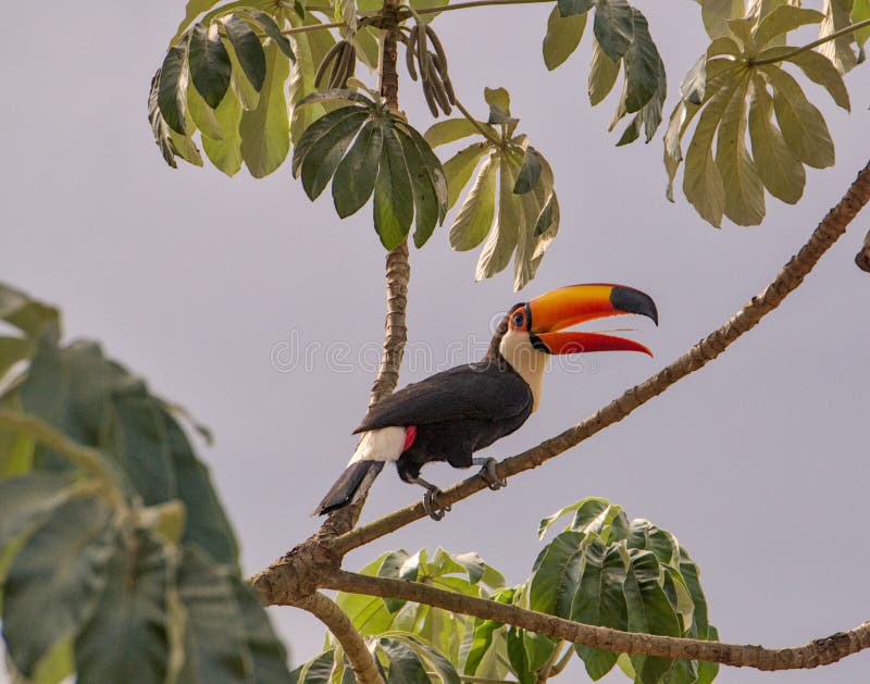 Toco Toucan - Ramphastos Toco Stock Image - Image of bird, ramphastos: 344912543