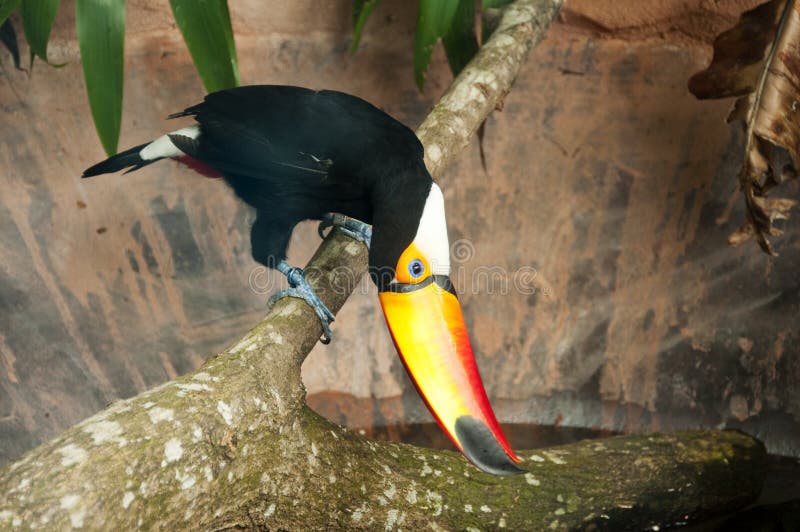 Toucan Standing On The Ground Stock Image - Image of bird, tropical ...