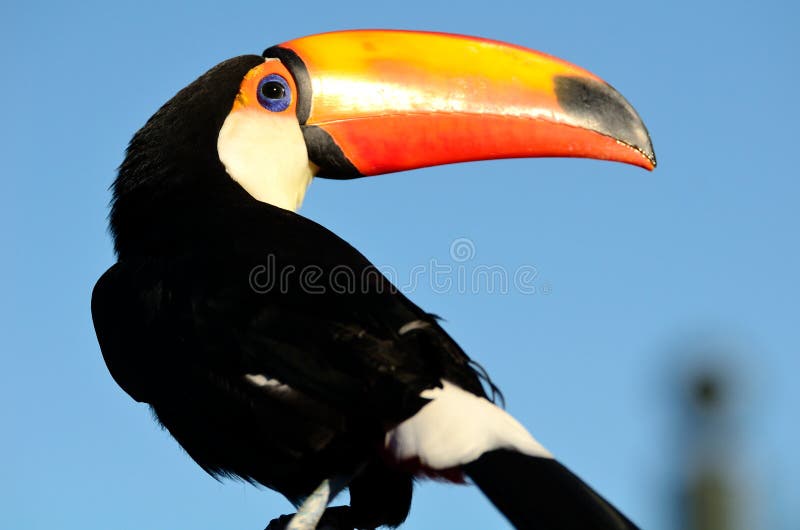 Toucan Standing on the Ground Stock Image - Image of bird, tropical ...