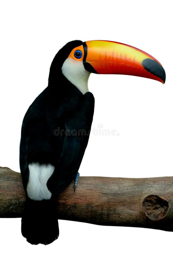 Toco Toucan stock image. Image of nature, vertical, claw - 50023151