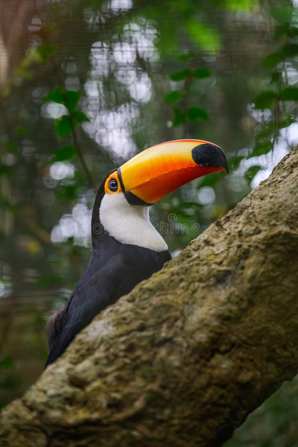 Toco Tucan smiling stock photo. Image of feather, closeup - 344690420