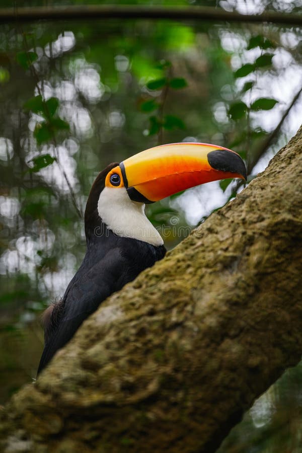 Toco Tucan smiling stock image. Image of rainforest - 344691831