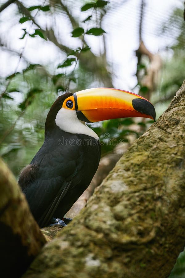 Toco Tucan smiling stock image. Image of detail, black - 344692189