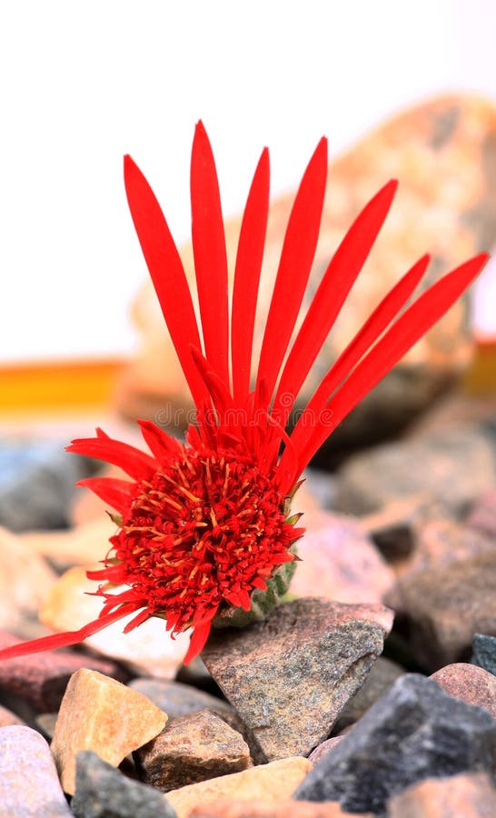 Todesblume stockbild. Bild von makro, floral, gelb, tapete - 2021267