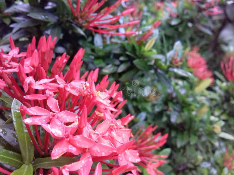 Red flower bunches stock image. Image of green, beautiful - 116048253