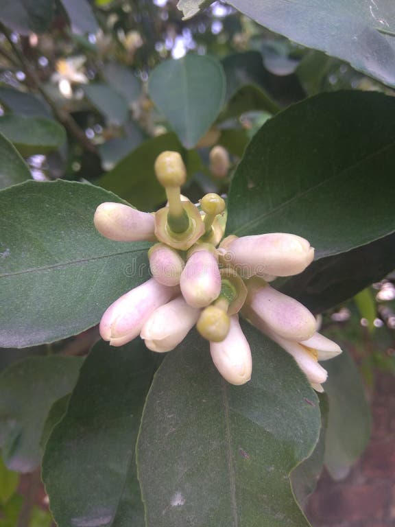 Today morning click stock photo. Image of morning, click - 175362250