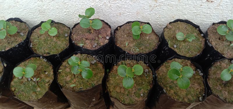 Today& X27;s Sapling is a Big Tree in the Future Stock Image - Image of ...