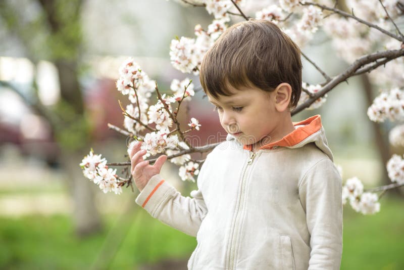 Toddler Boy in Spring Time Near the Blossom Tree Stock Photo - Image of ...