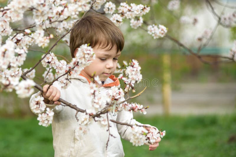Toddler Boy in Spring Time Near the Blossom Tree Stock Image - Image of ...