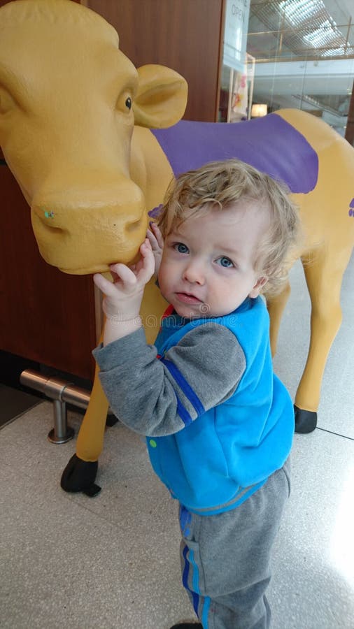 Toddler with cow stock photo. Image of posing, playing - 70915684