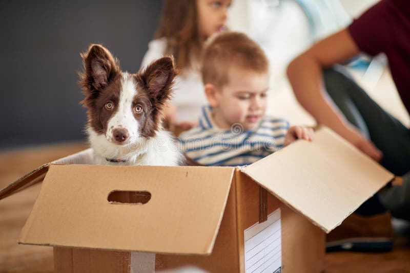Toddler is Playing with a Dog, Sitting in a Cardboard Box Stock Image ...