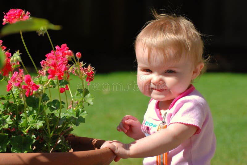 Baby Geraniums Flower Stock Photos - Free & Royalty-Free Stock Photos ...