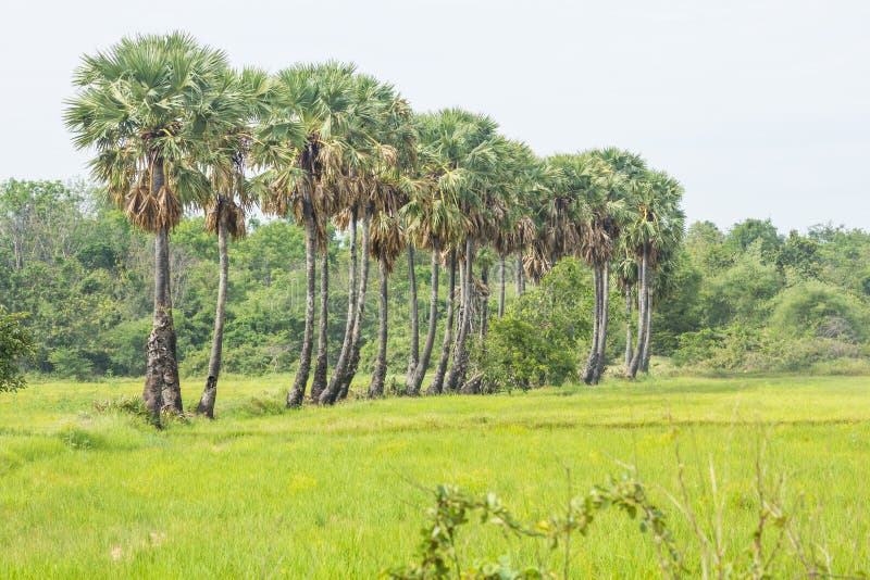 Toddy Palm stock image. Image of jasmine, large, palm - 121463293