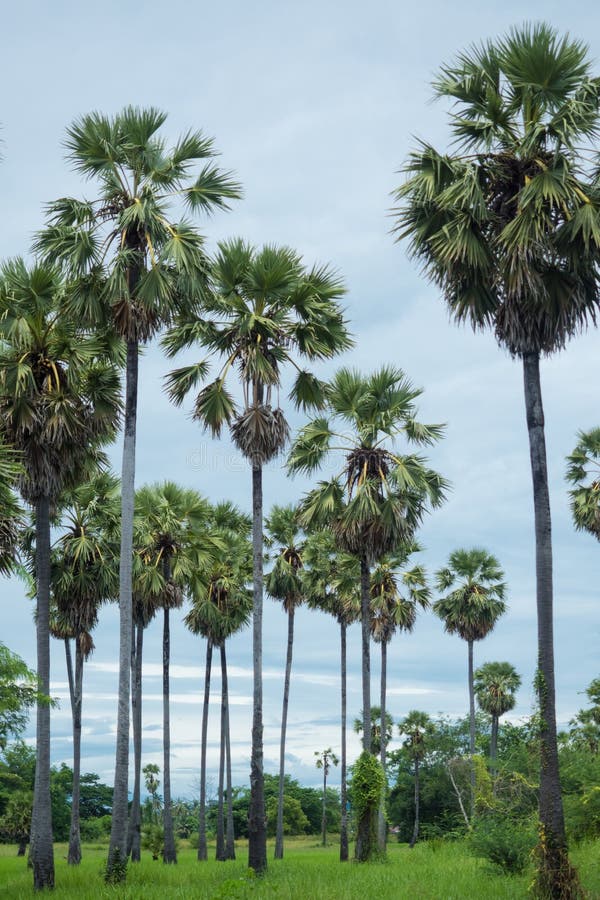Nature Toddy Palm- And Palmyra- Tree Stock Photo - Image of healthy ...