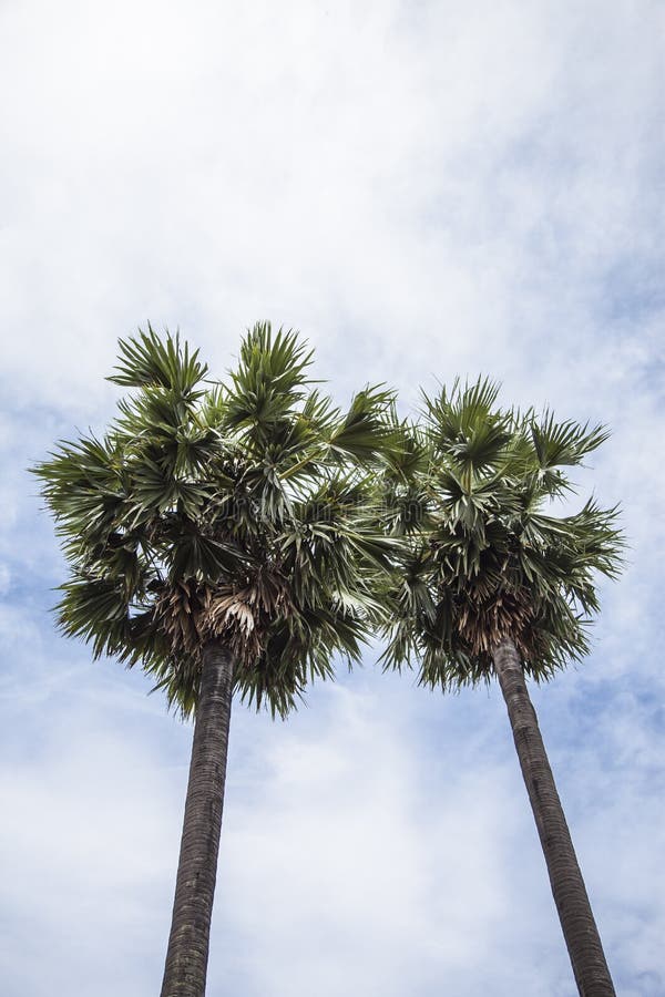Toddy palm stock photo. Image of high, green, isolated - 248567428