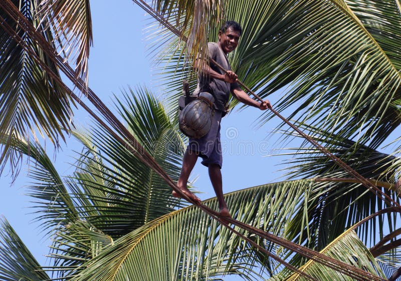 Toddy Tapper 2 photo éditorial. Image du paume, grog - 69607171