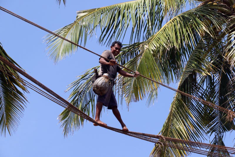 The Toddy Tapper editorial image. Image of tapping, palm - 69607145