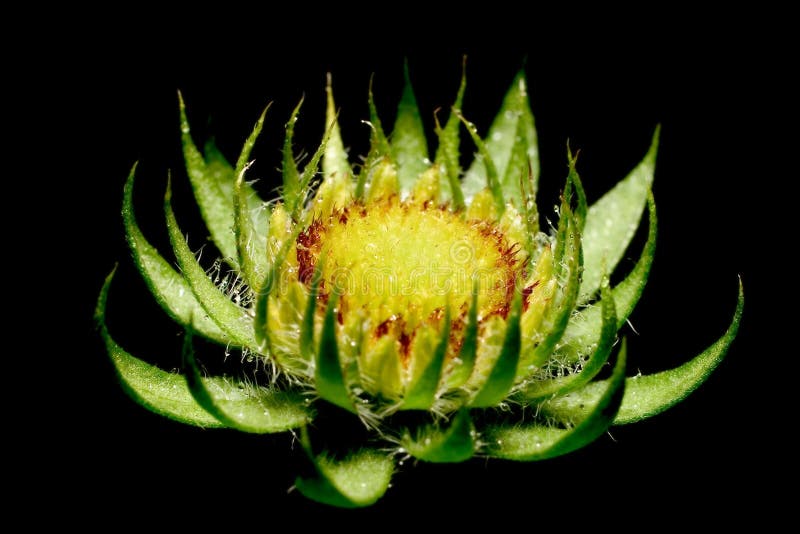 Todesblume stockbild. Bild von schwarzes, dschungel, dunkel - 2021267