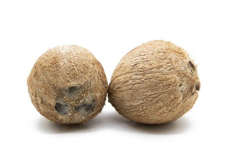 Todo El Coco Aislado De Fondo Blanco Imagen de archivo - Imagen de ...