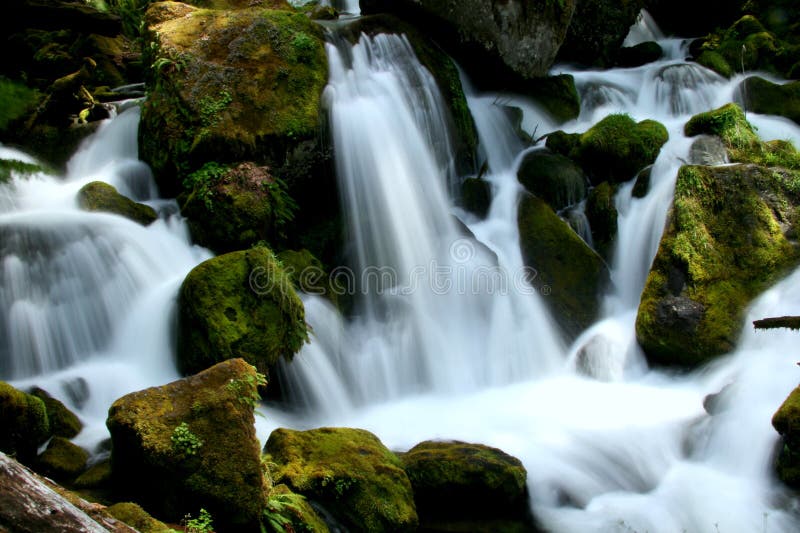 Todo fluye imagen de archivo. Imagen de planta, ambiente - 10119505