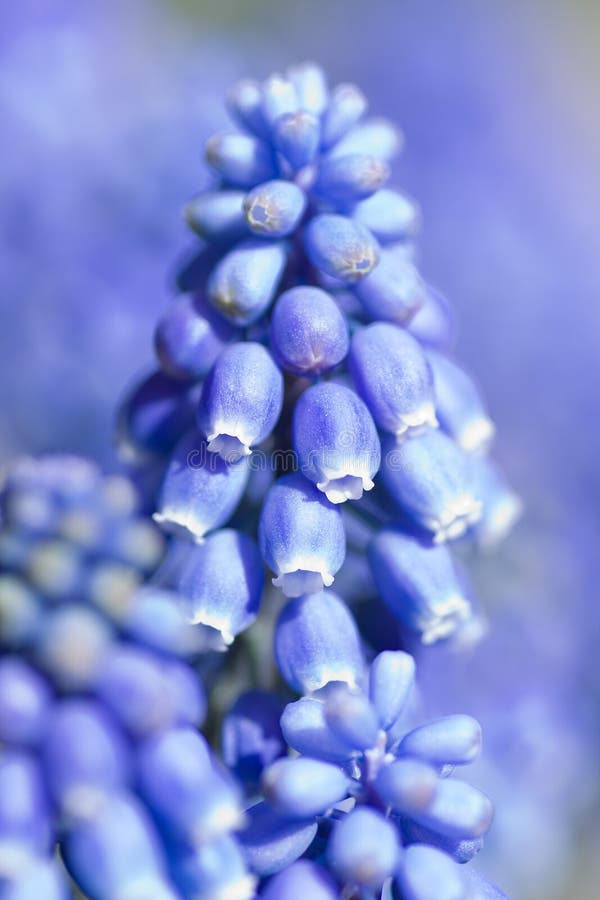 Todos Azules De Jacinto De Uva Común Foto de archivo - Imagen de ...