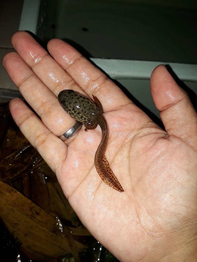 Todpole Stock Photos - Free & Royalty-Free Stock Photos from Dreamstime