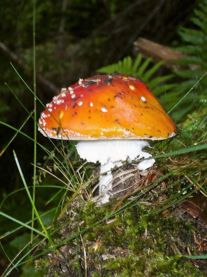 Wild Toadstool Isolated In Color Stock Image - Image of nature, spotted ...